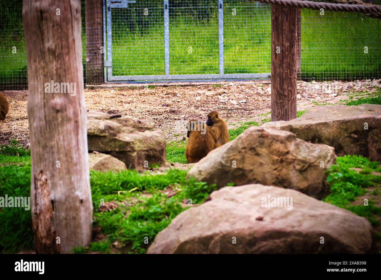 Two baboons sitting on the ground in an enclosure with rocks and wooden ...