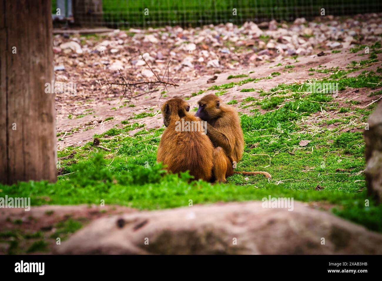 Two baboons sitting closely together on grassy ground in a zoo ...