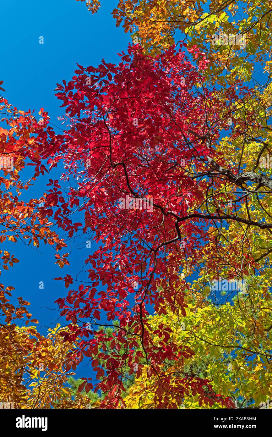Brilliant Reds in the Fall Canopy in the Blue Ridge Parkway in Virginia ...