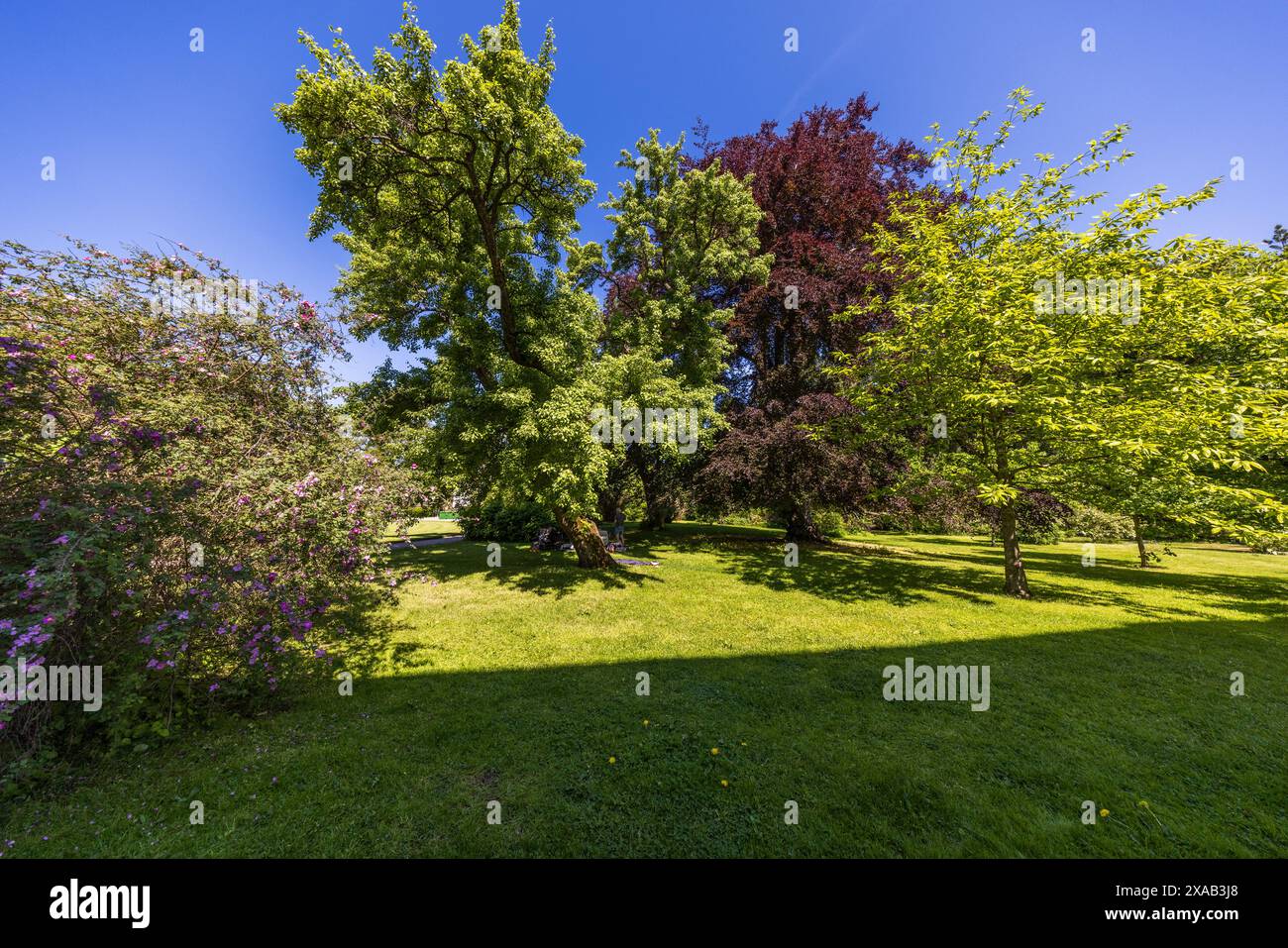 The oldest trees in the botanical garden at Uppsala University ...