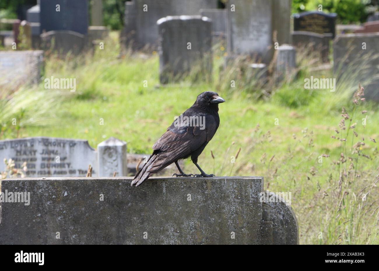 Carrion Crow Corvus Corone perched on a headstone in a cemetery England, Bird wildlife nature ...