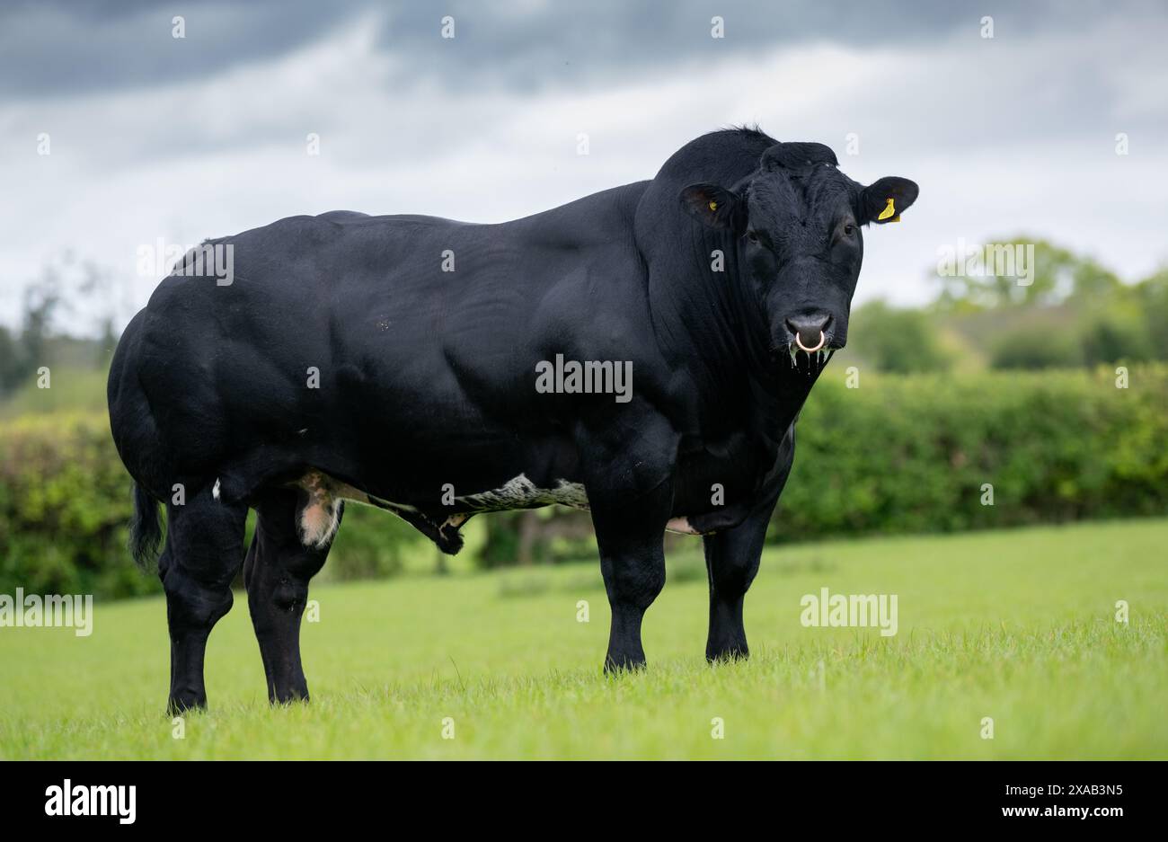 British Blue bull, a beef breed which carries a double muscle gene ...