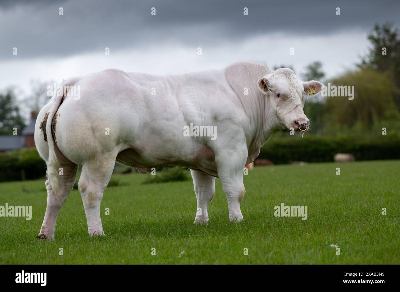British Blue bull, a beef breed which carries a double muscle gene ...