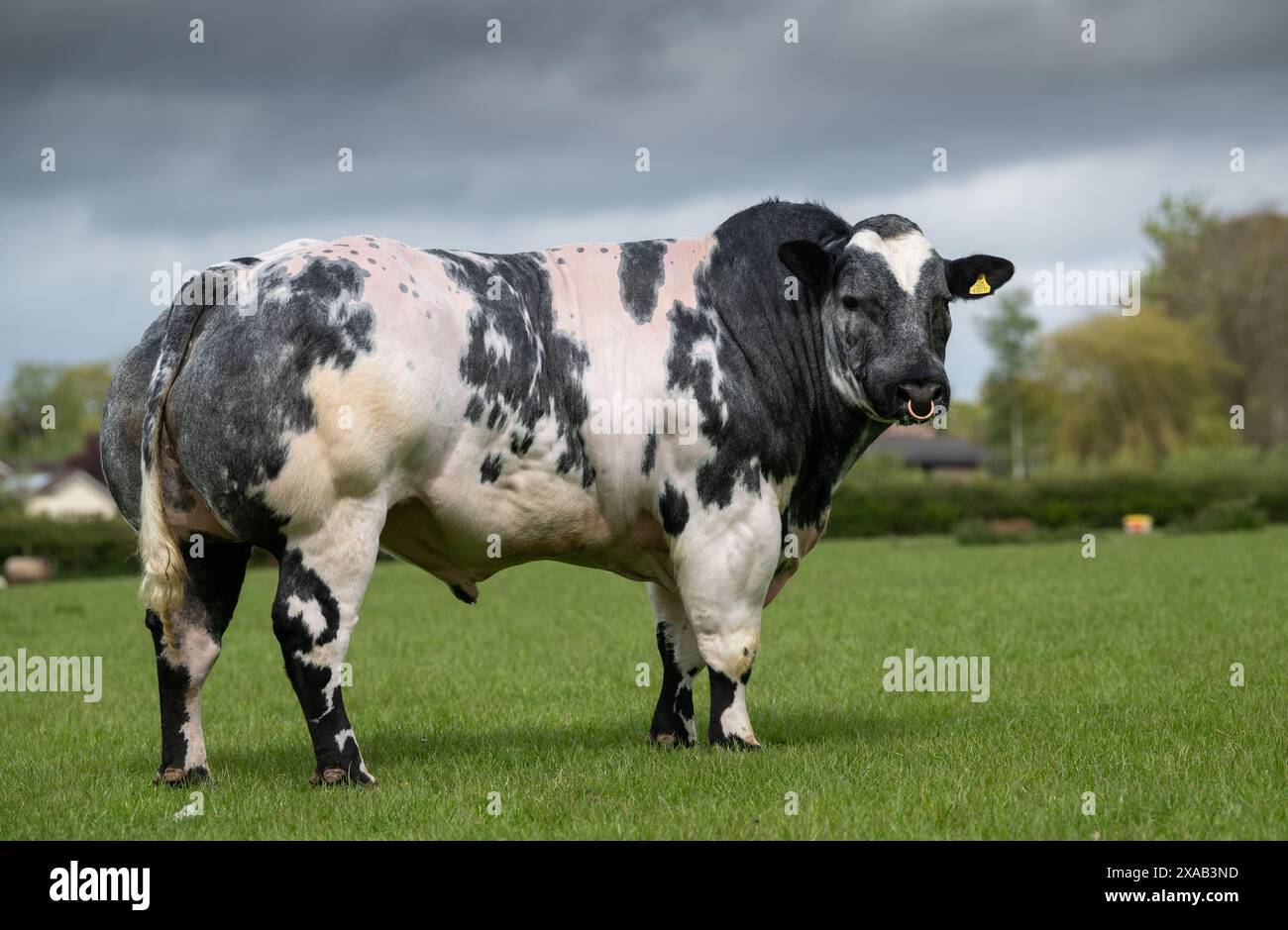 British Blue bull, a beef breed which carries a double muscle gene ...