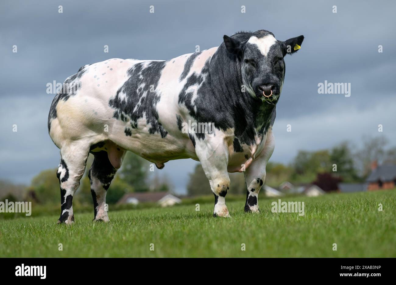 British Blue bull, a beef breed which carries a double muscle gene ...