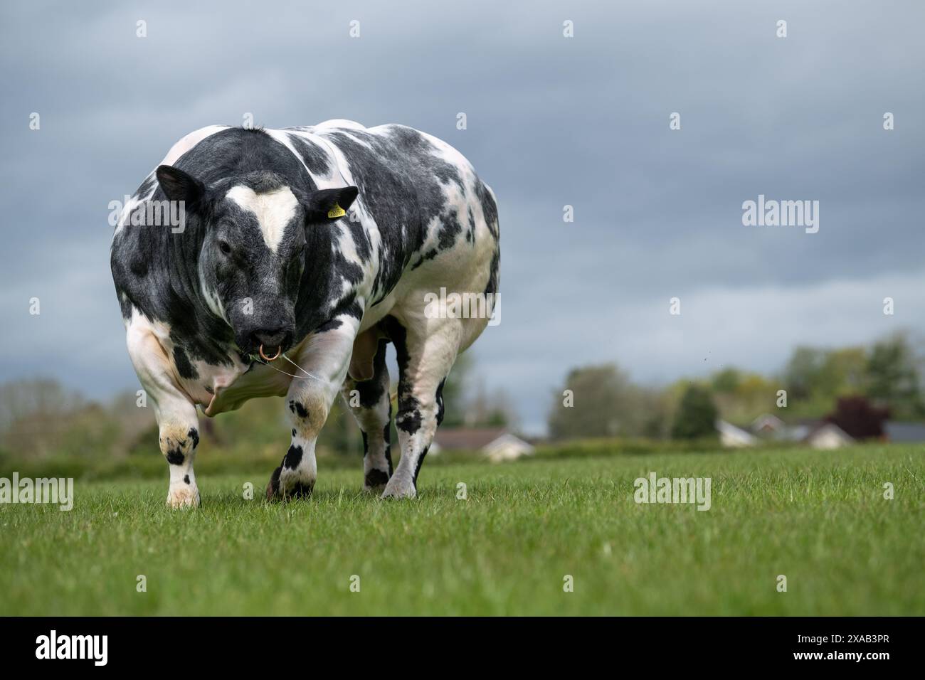 British Blue bull, a beef breed which carries a double muscle gene ...