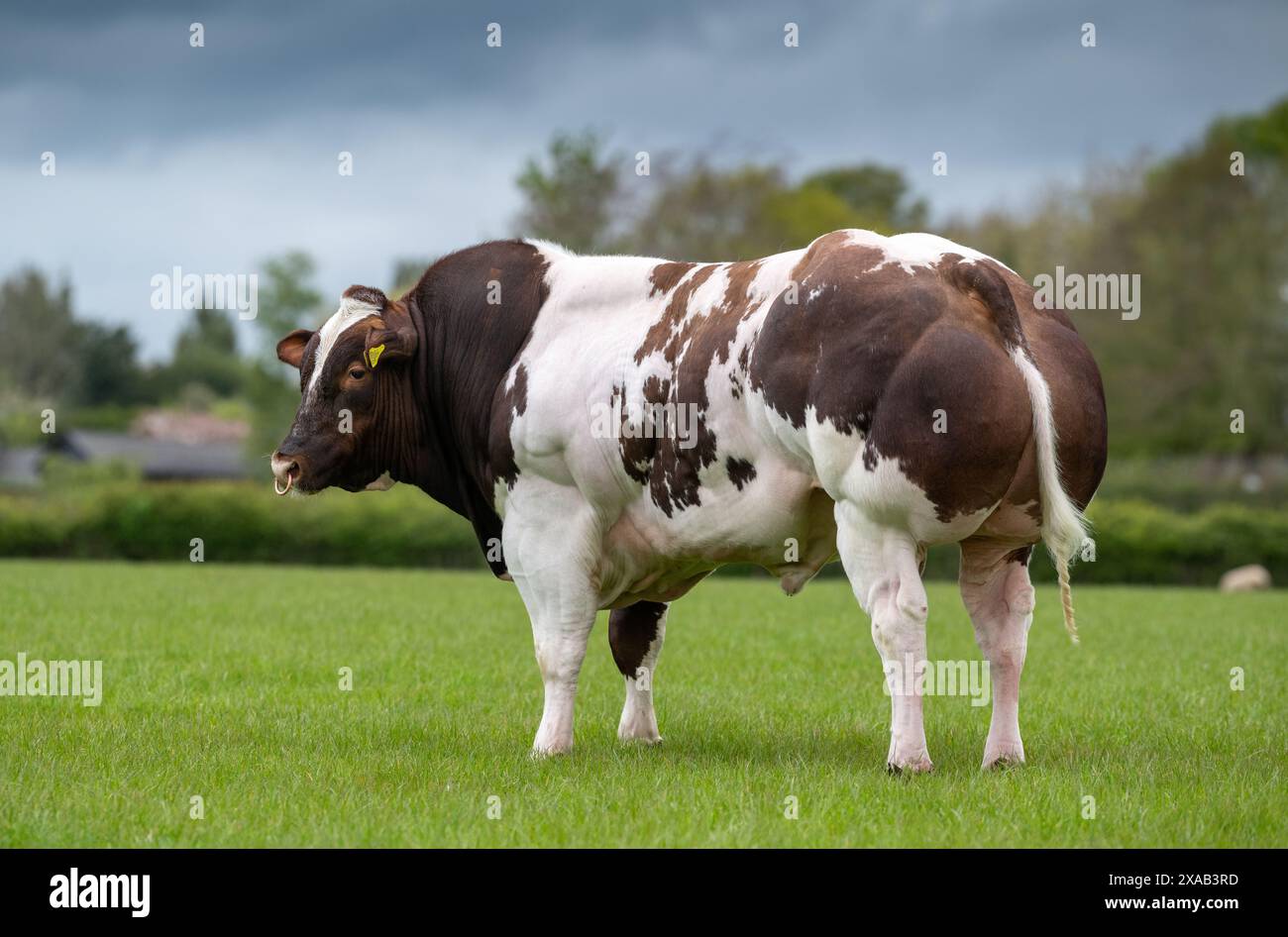 British Blue bull, a beef breed which carries a double muscle gene ...