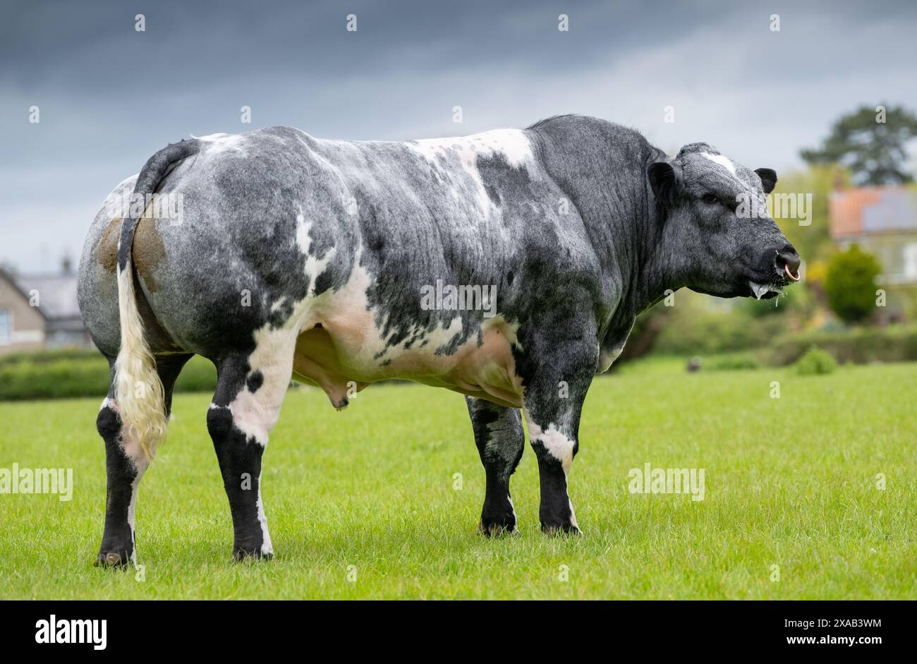 British Blue bull, a beef breed which carries a double muscle gene ...