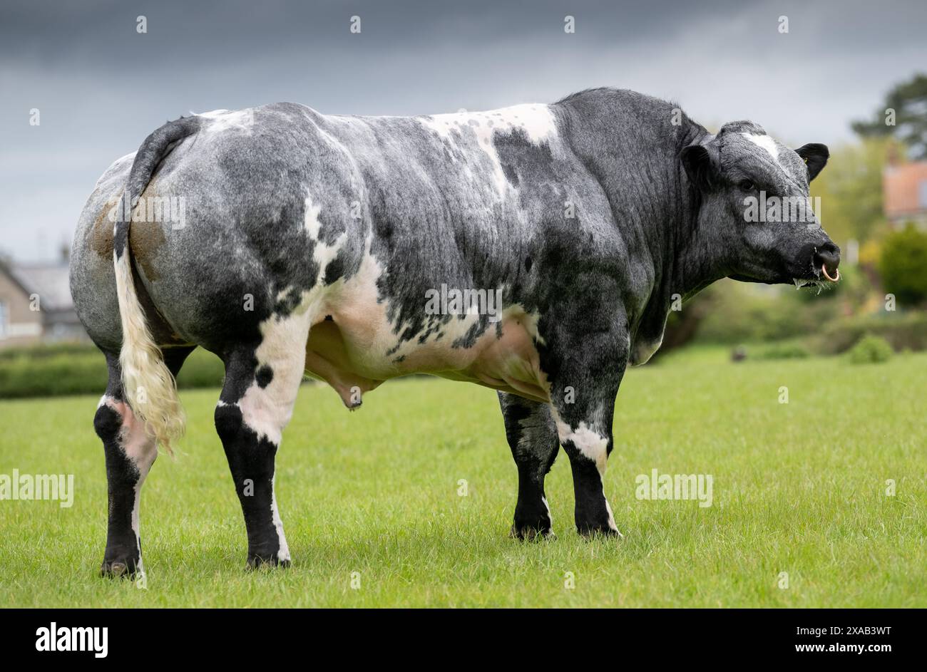 British Blue bull, a beef breed which carries a double muscle gene ...