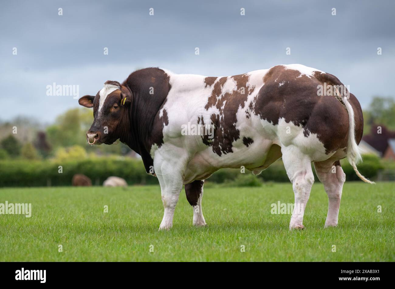 British Blue bull, a beef breed which carries a double muscle gene ...