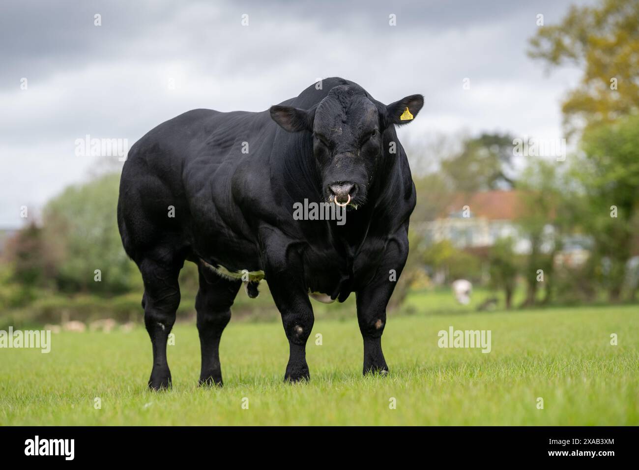 British Blue bull, a beef breed which carries a double muscle gene ...