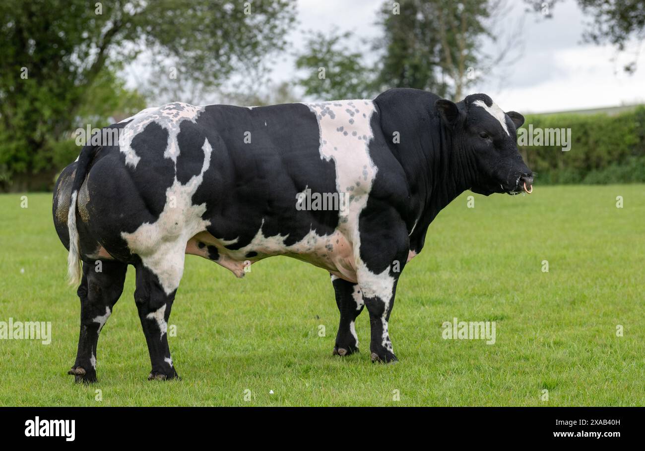 British Blue bull, a beef breed which carries a double muscle gene ...