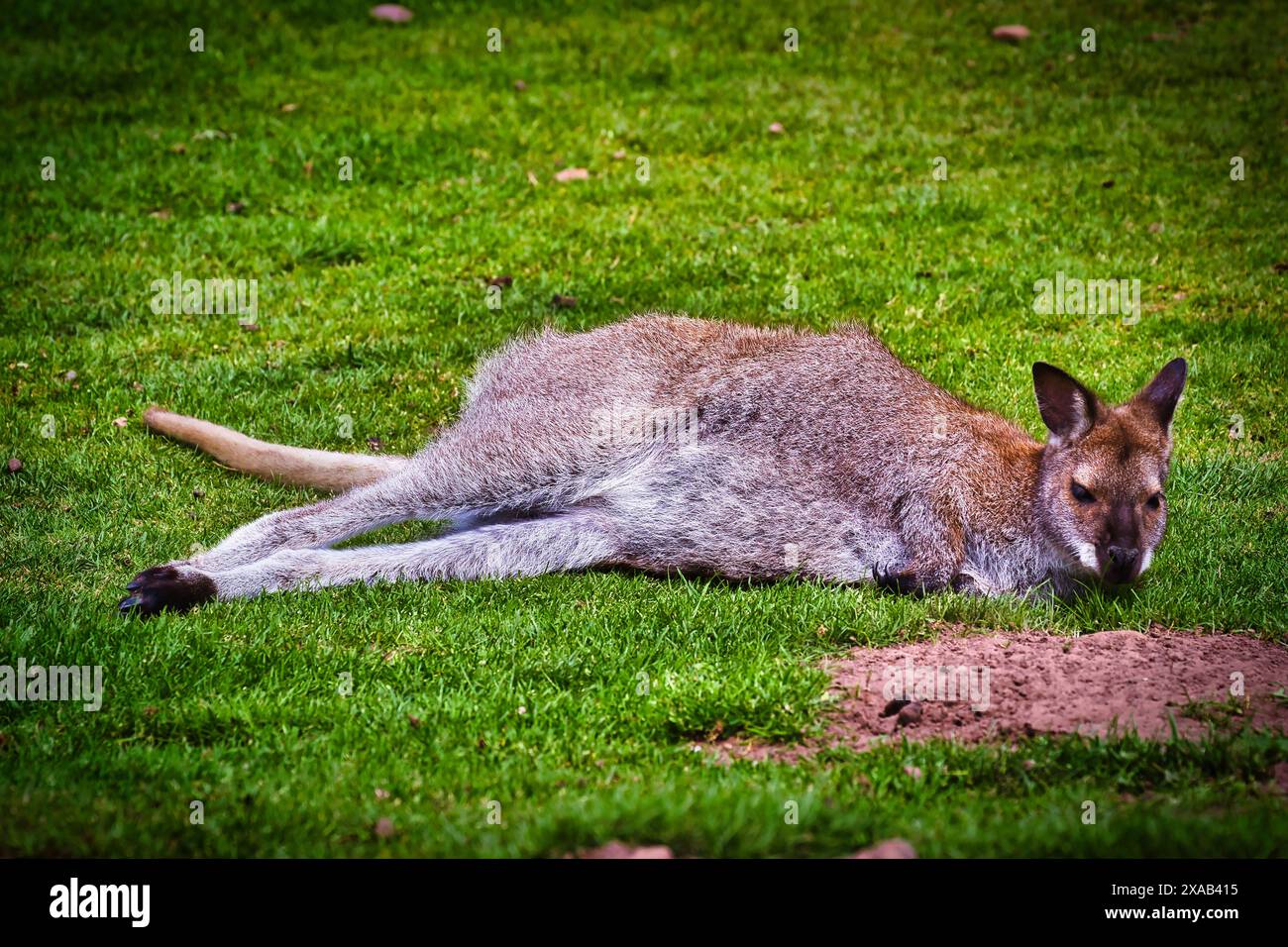 A kangaroo lying on green grass, looking relaxed and resting Stock ...
