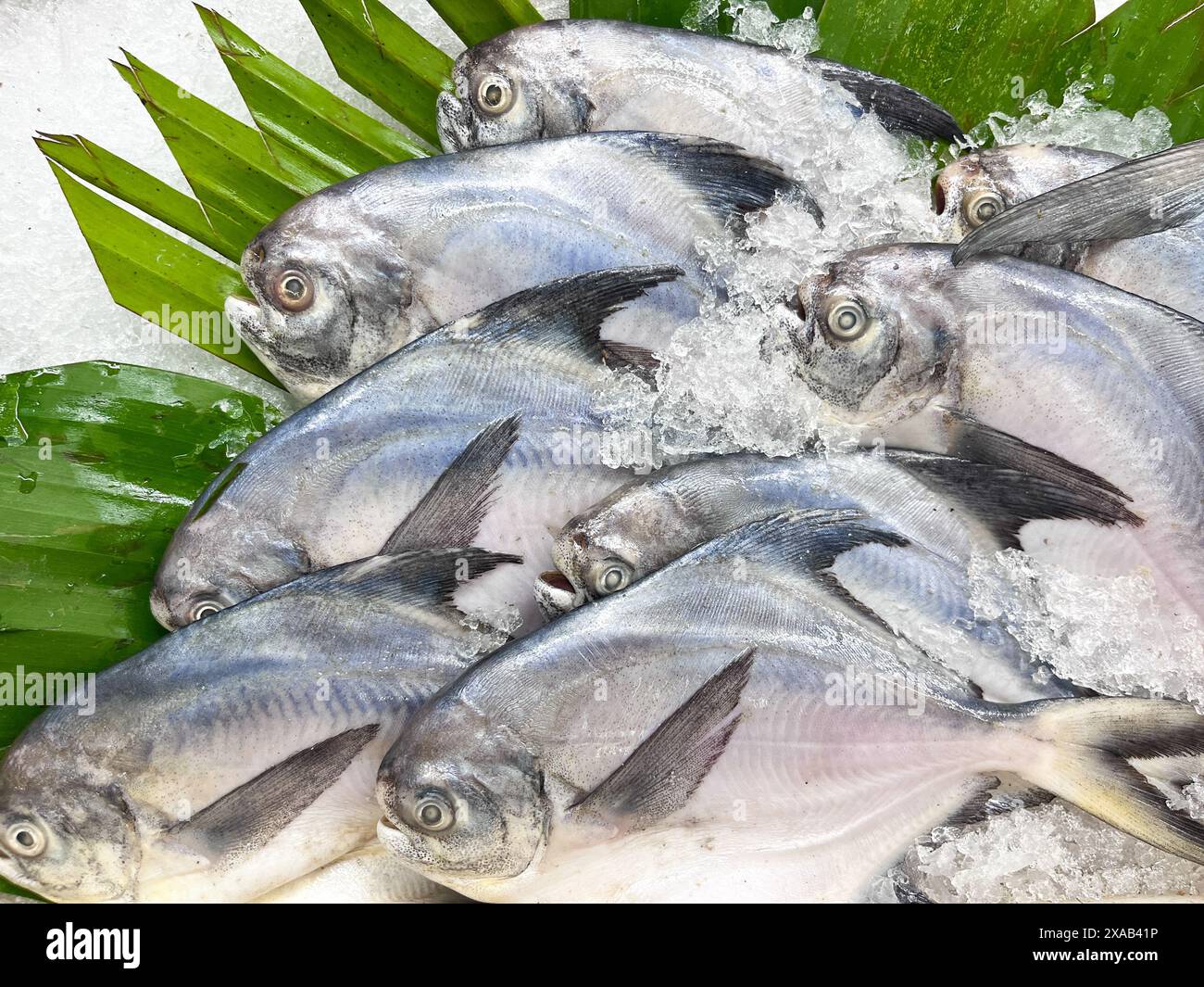 Pomfret fish hi-res stock photography and images - Alamy