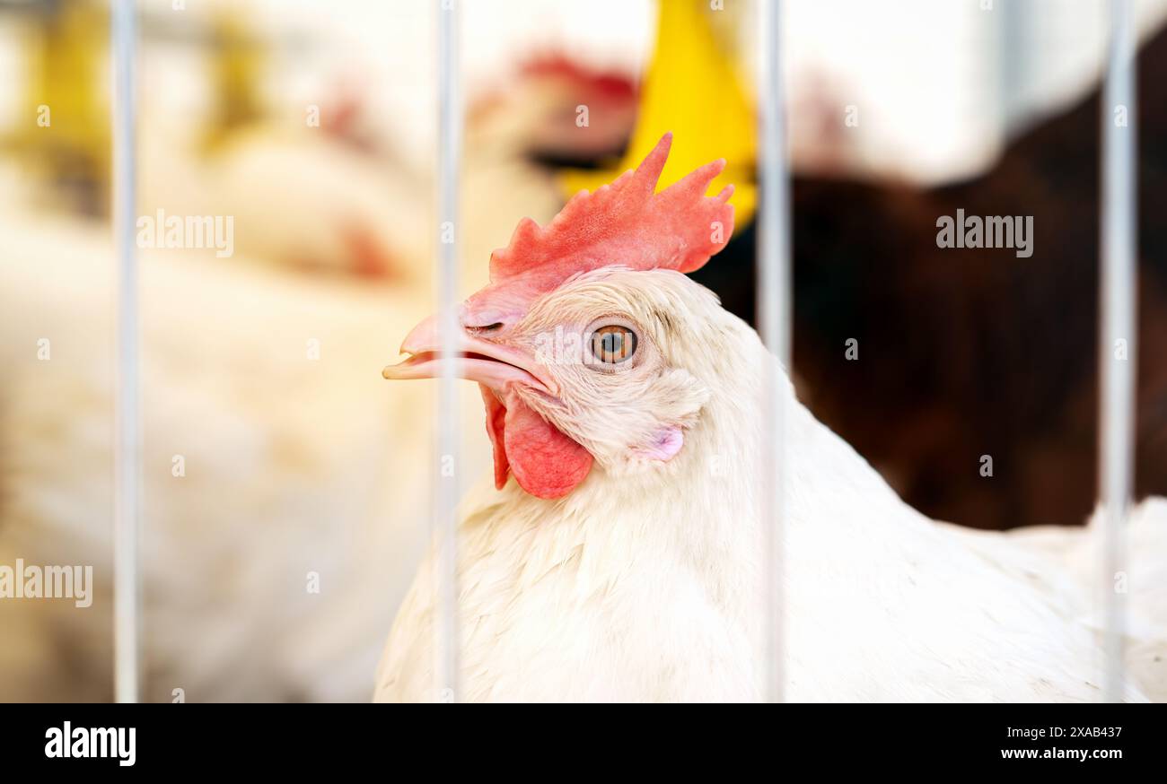 White hen cage hi-res stock photography and images - Alamy