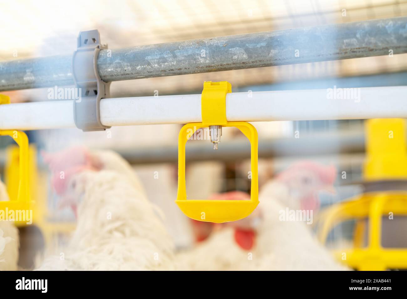 Photo of automatic water drinking dispenser in poultry. water dripping ...
