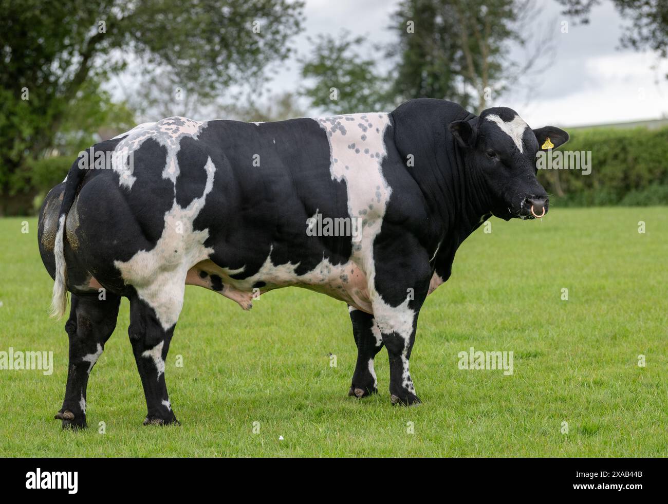 British Blue bull, a beef breed which carries a double muscle gene ...