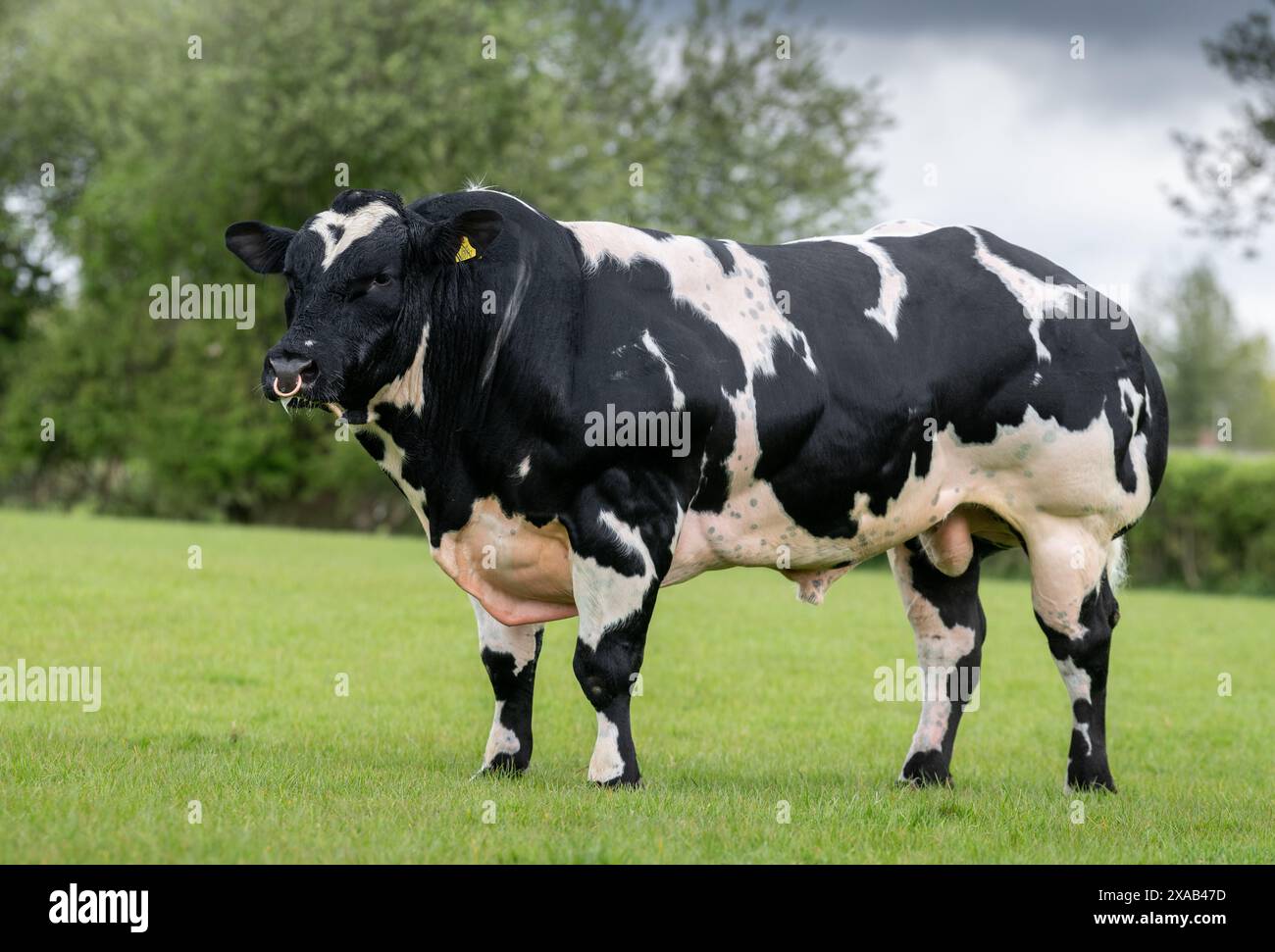 British Blue bull, a beef breed which carries a double muscle gene ...