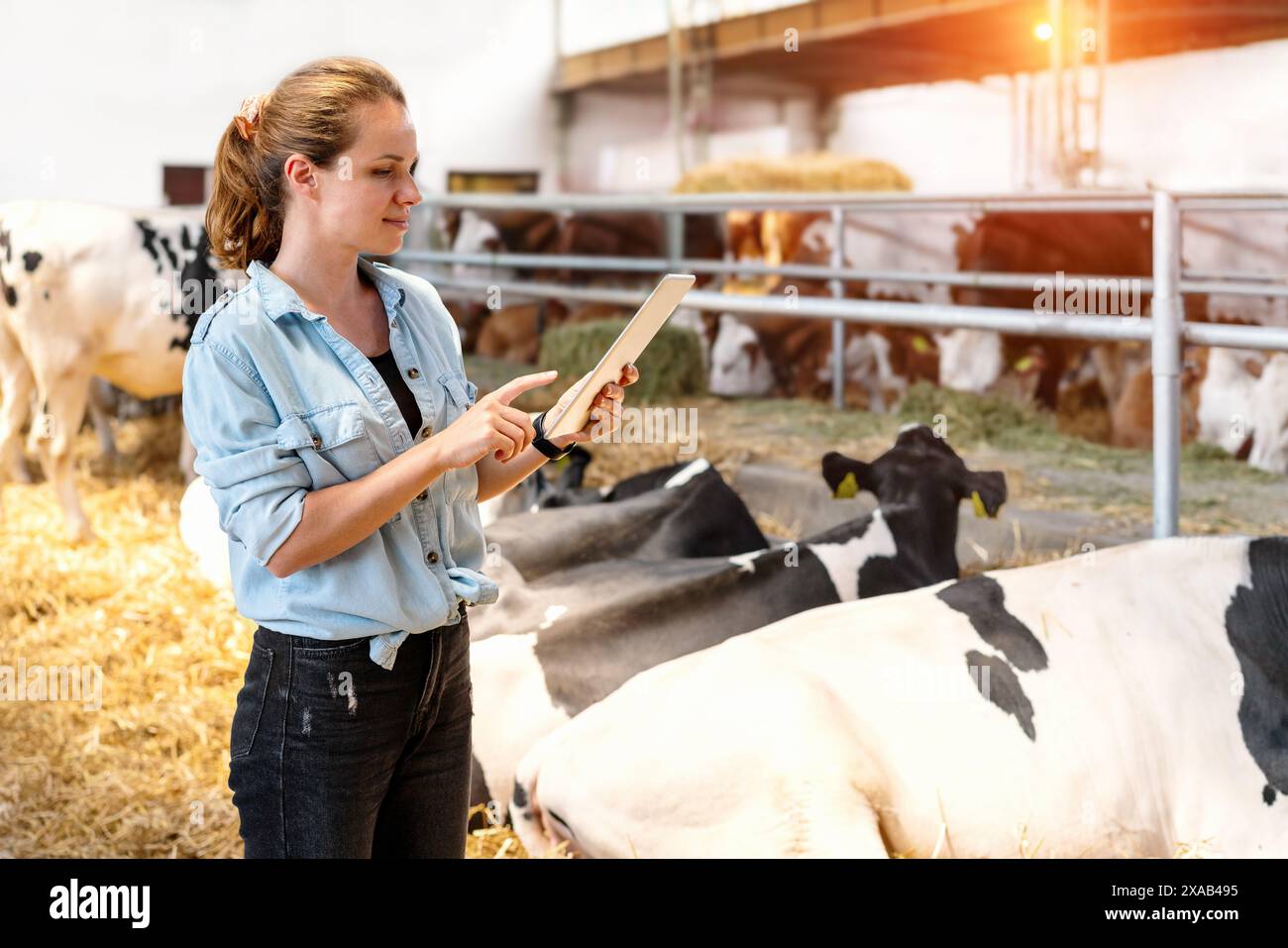 Female rancher working on her digital tablet while standing next to ...