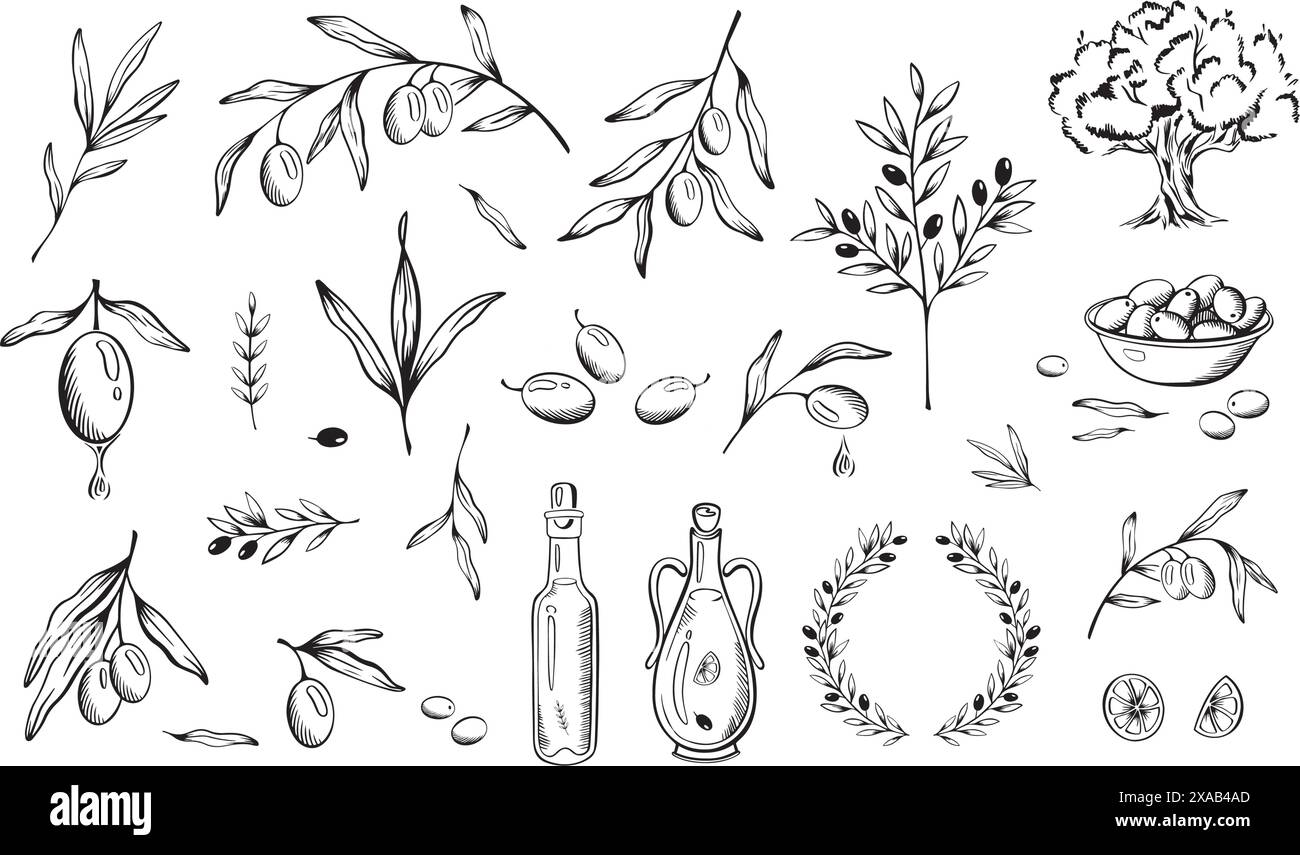 Hand drawn olive. Sketch branches, leaves and oil bottles, olive tree ...