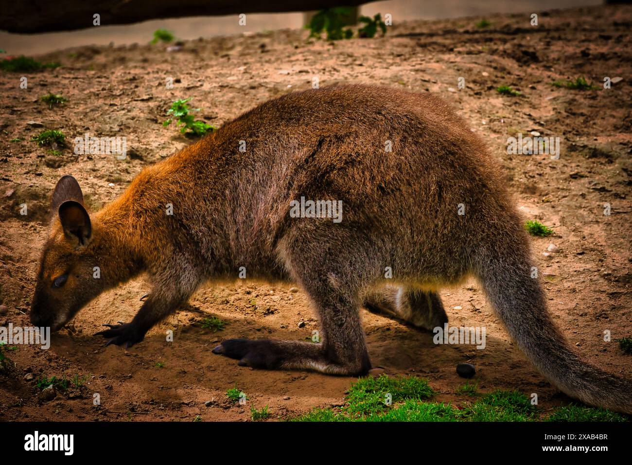 A kangaroo grazing on the ground in a natural habitat. The kangaroo has ...