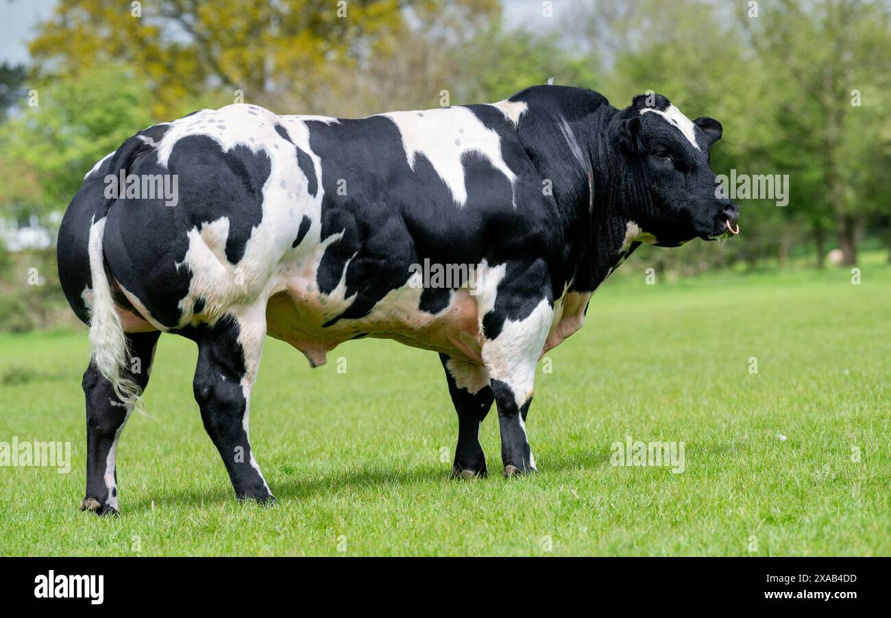 British Blue bull, a beef breed which carries a double muscle gene ...