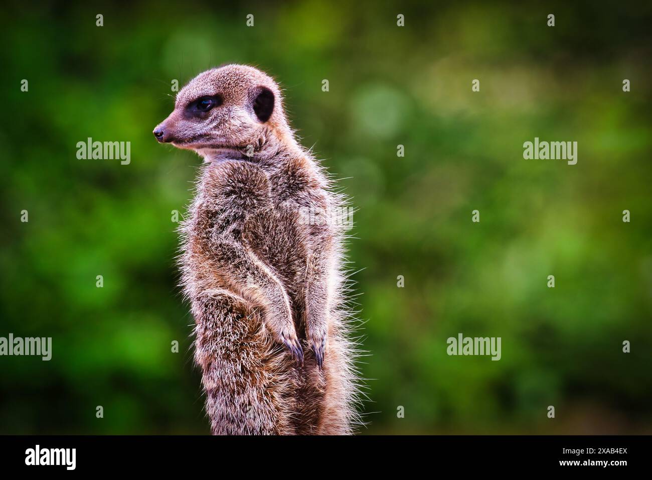 A meerkat standing upright on its hind legs, looking alert with a ...