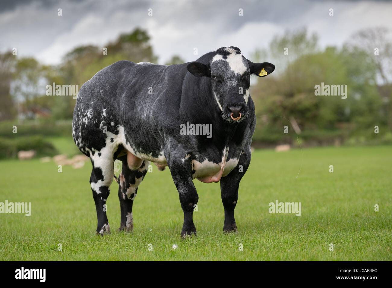 British Blue bull, a beef breed which carries a double muscle gene ...