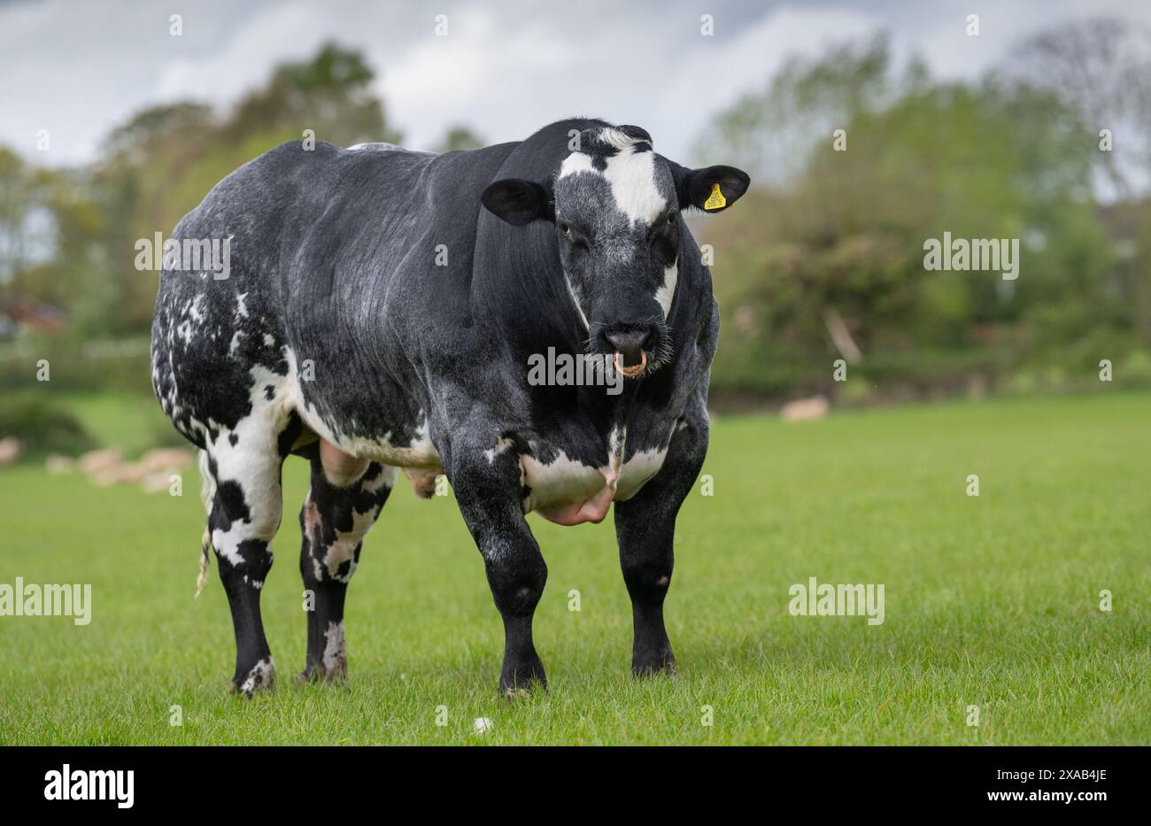 British Blue bull, a beef breed which carries a double muscle gene ...