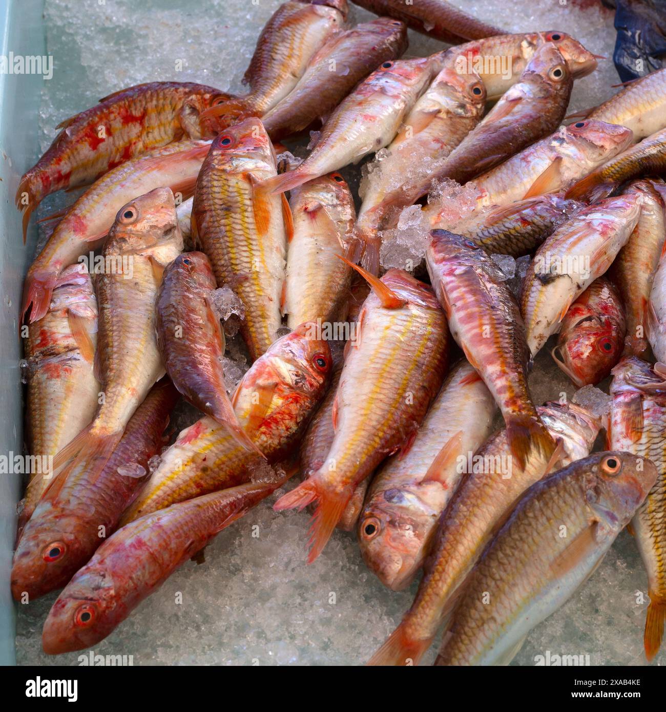 Red mullet france hi-res stock photography and images - Alamy