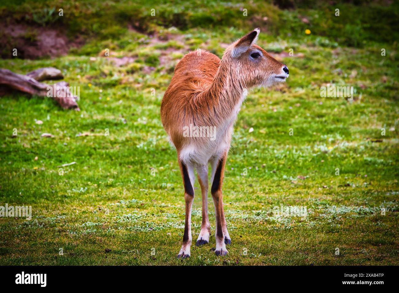 A young antelope standing on a grassy field, looking to the side. The ...