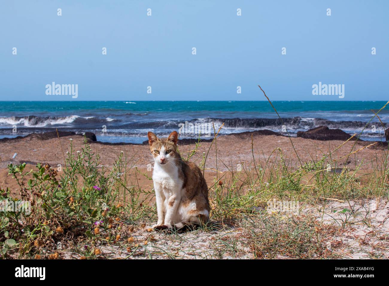 A cat by the sea background Stock Photo - Alamy