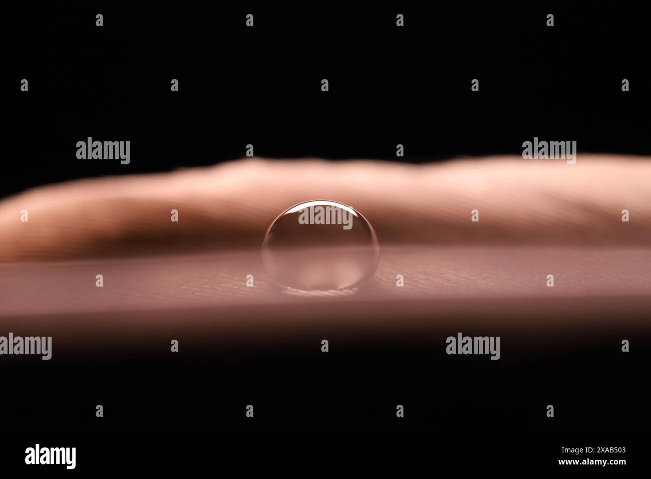 Drop of water on a bird feather, warm light, macro view Stock Photo - Alamy