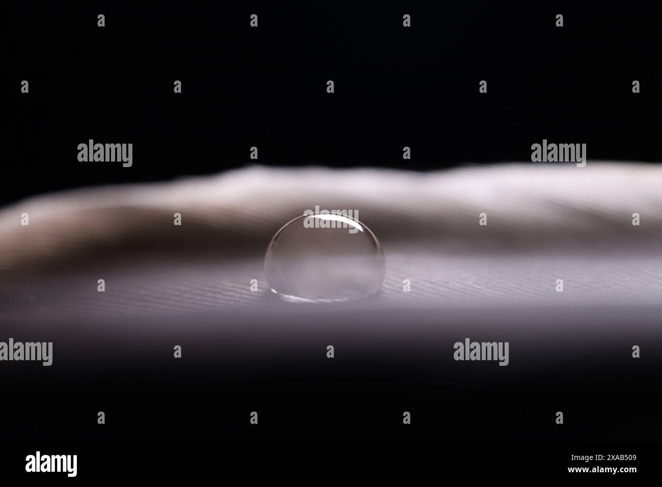 Drop of water on a bird feather, warm light, macro view Stock Photo - Alamy