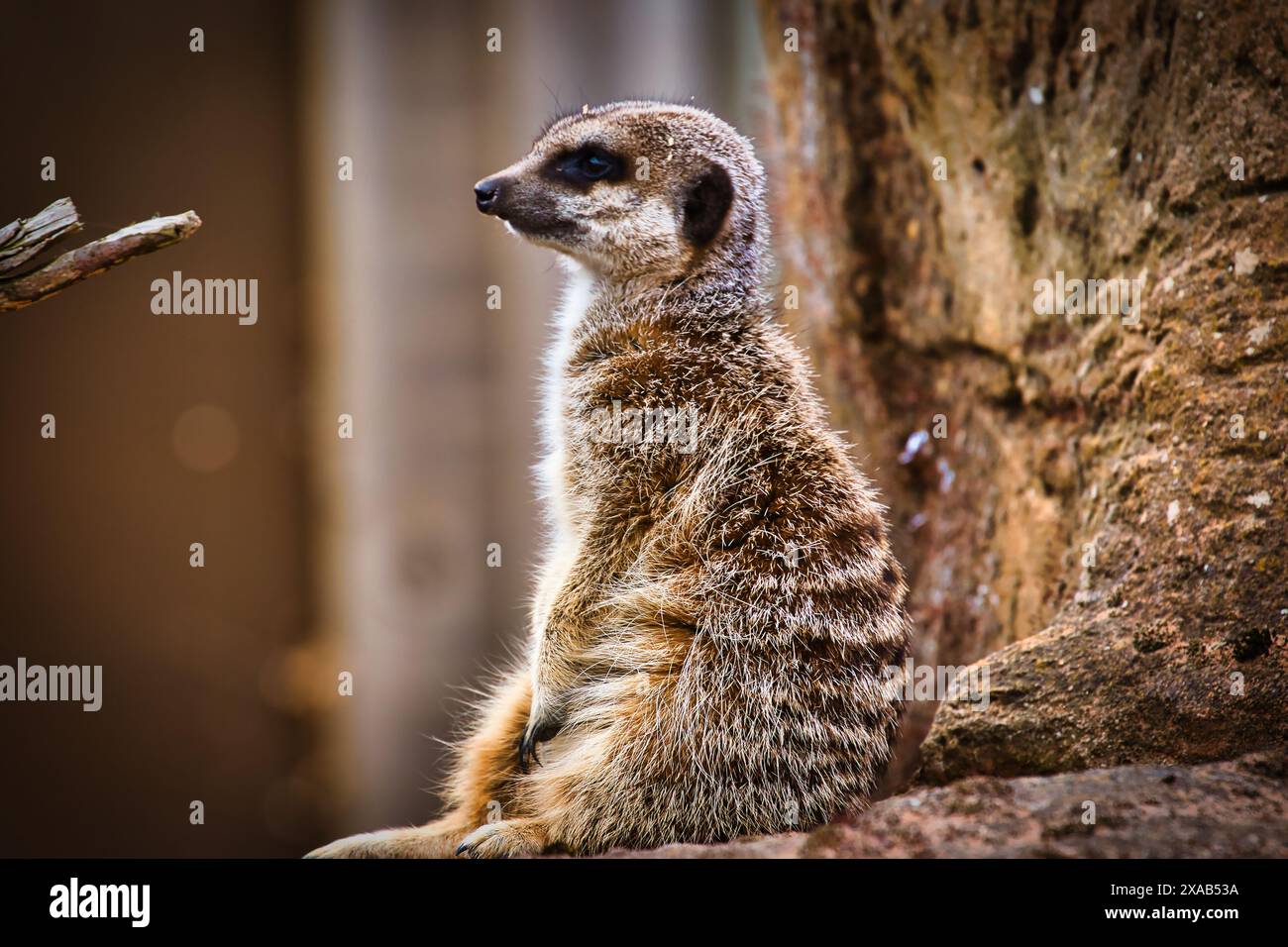 A meerkat sitting upright on a rock, looking into the distance. The ...