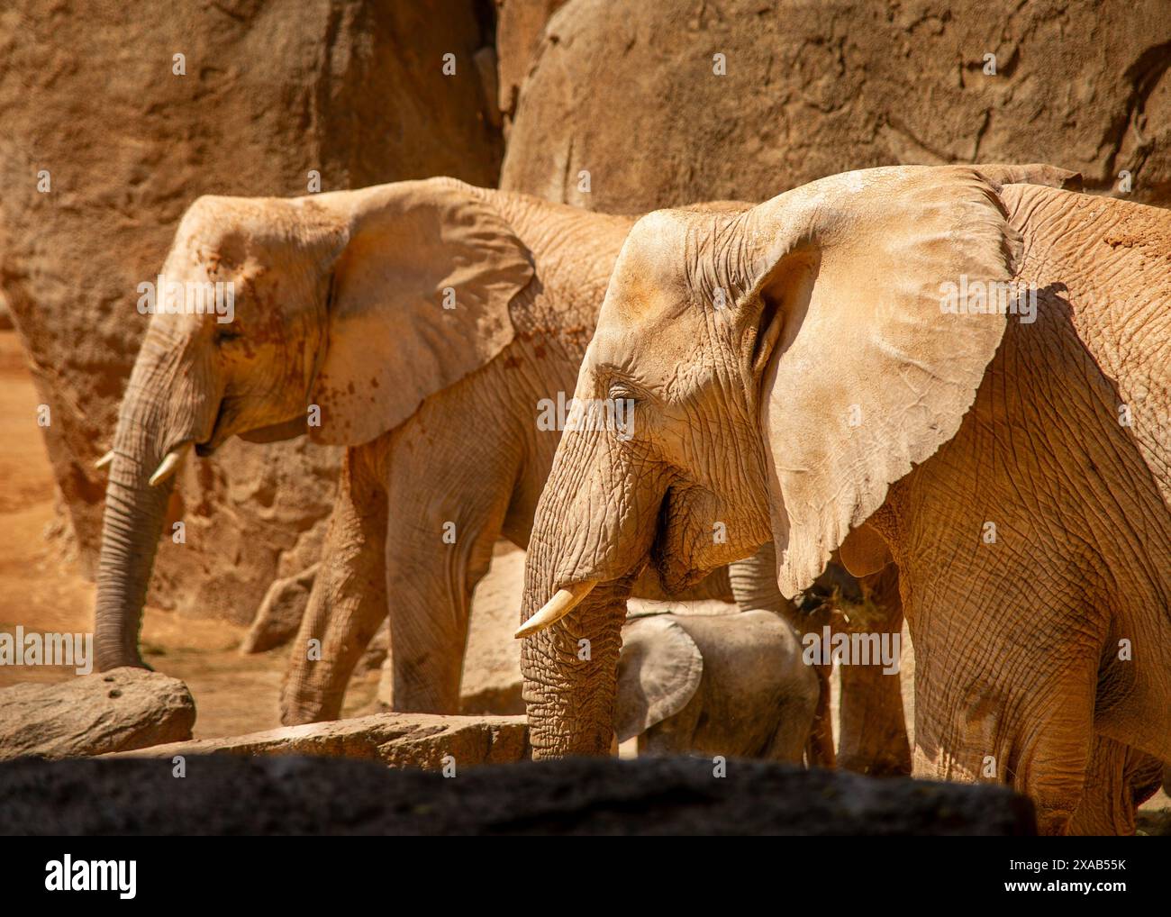 African elephants the zoo walk in family Stock Photo - Alamy