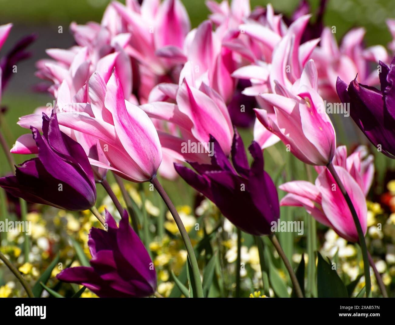 Bright colour combinations hi-res stock photography and images - Alamy