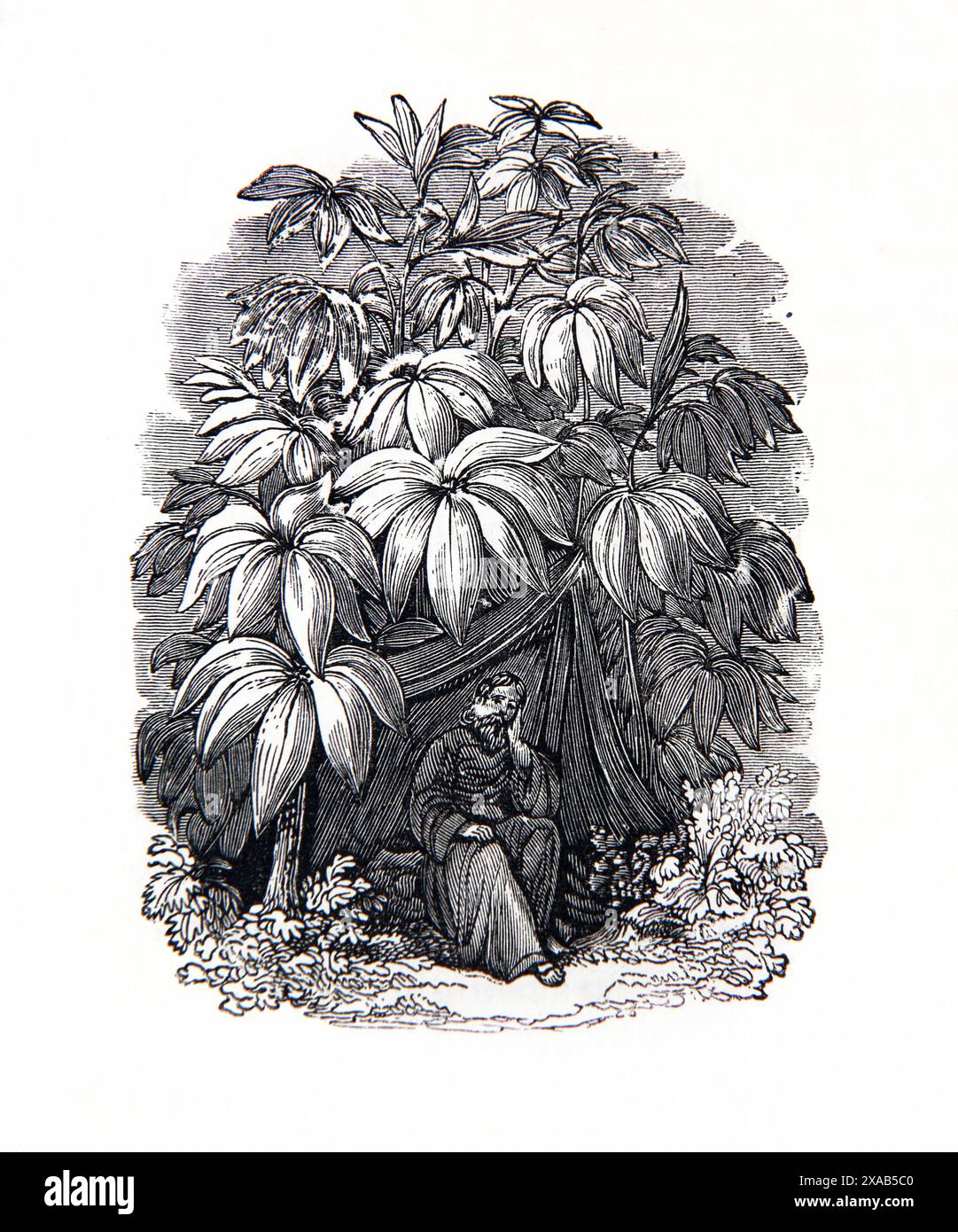 Jonahs gourd hi-res stock photography and images - Alamy