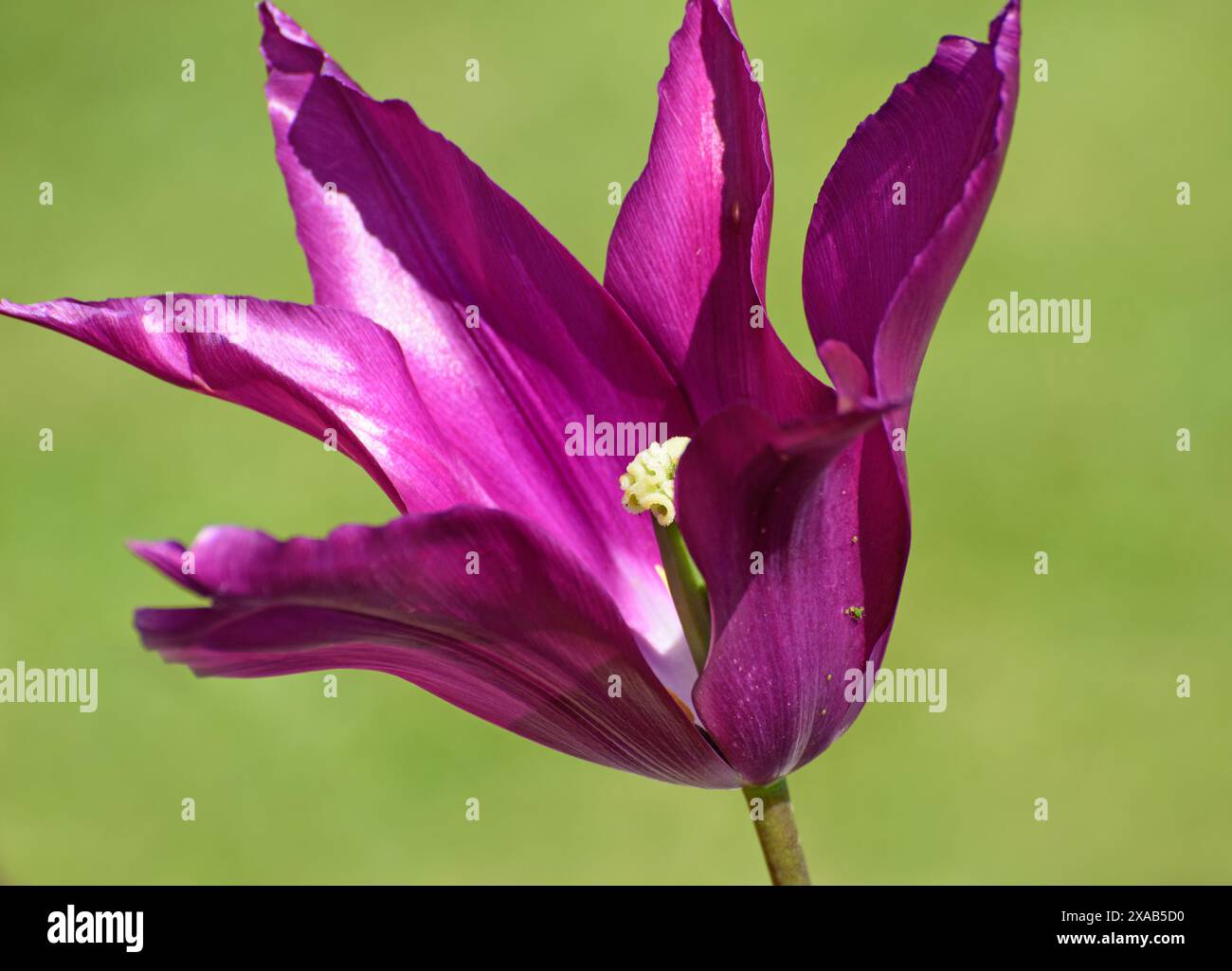 Big tulip lilac color flower on green background Stock Photo - Alamy