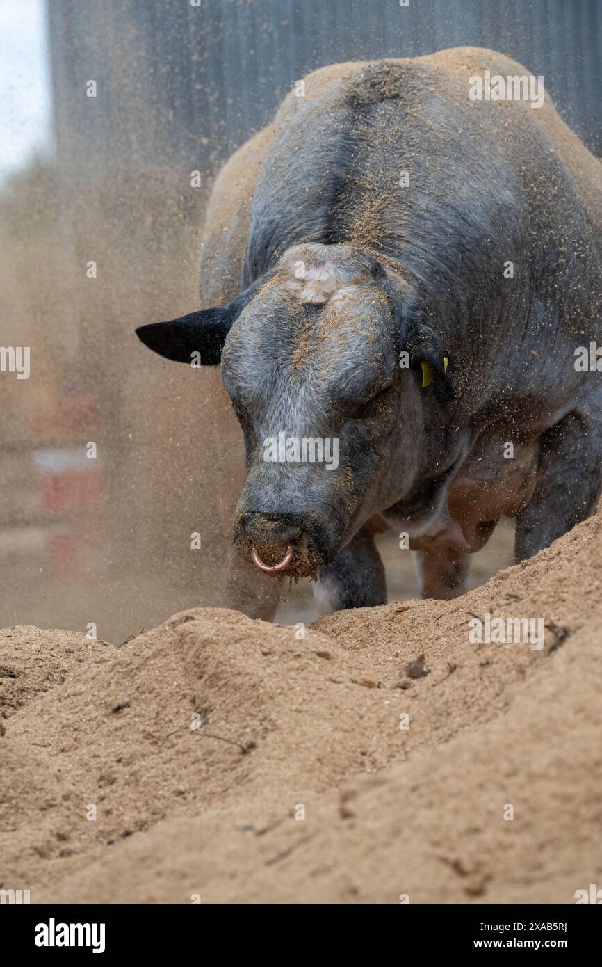 Powerful bull rubbing his head in a pile of sawdust making a lot of ...