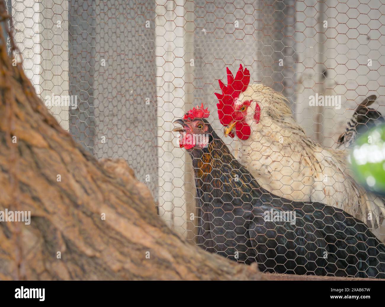chicken and rooster Stock Photo - Alamy