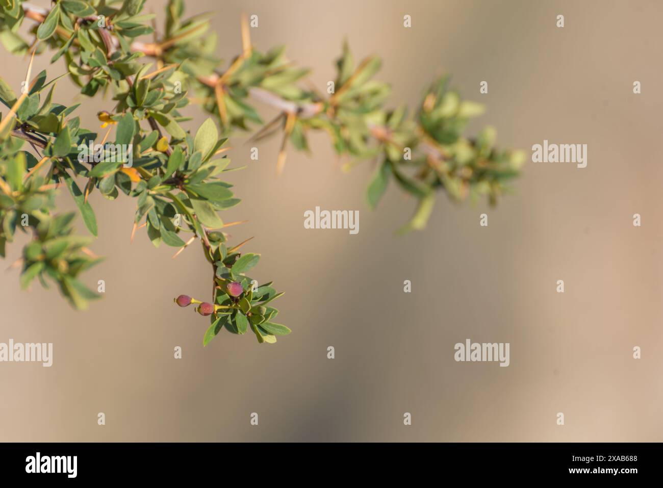 A branch of a Calafate tree, Berberis Microphylla, green leaves and ...