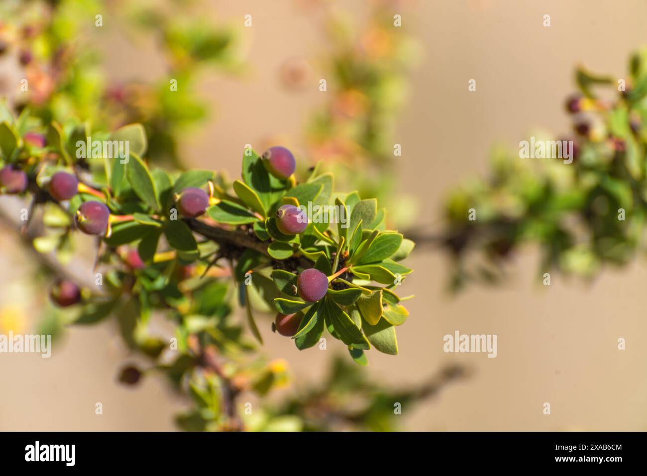 Calafate tree branch, Berberis Microphylla, green leaves and small ...