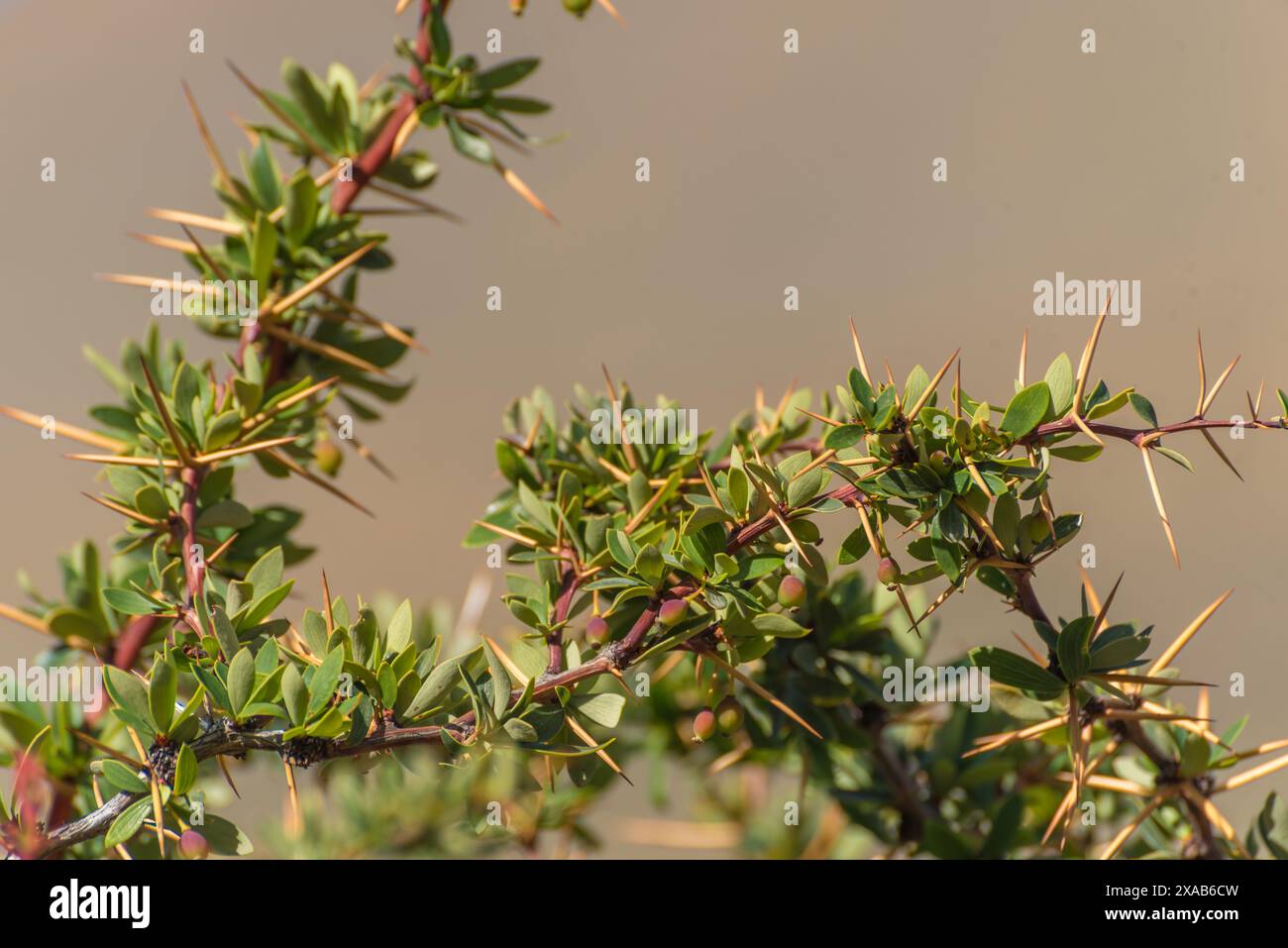A branch of a Calafate tree, Berberis Microphylla, green leaves and ...