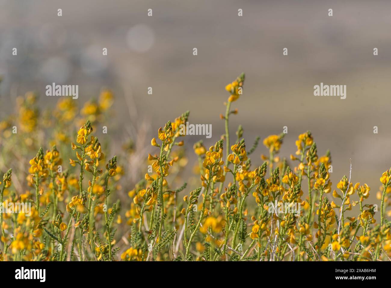 A field of yellow paramela, adesmia boronioides, flowers with a blurry ...
