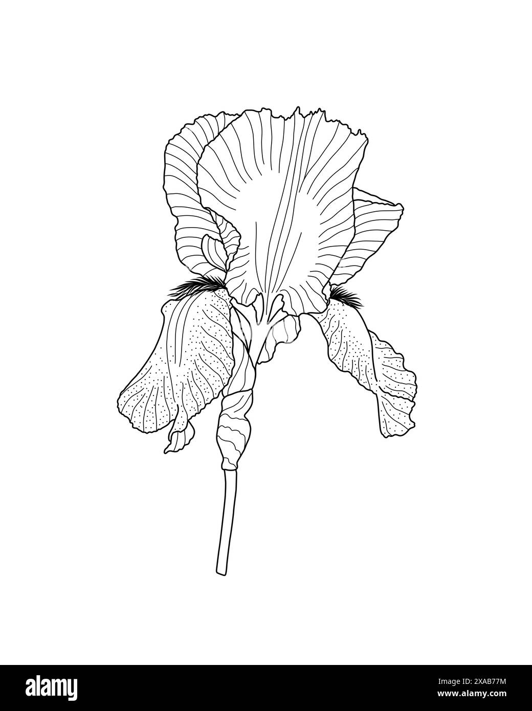 Iris germanica garden flower with stem outline hand drawn vector ...