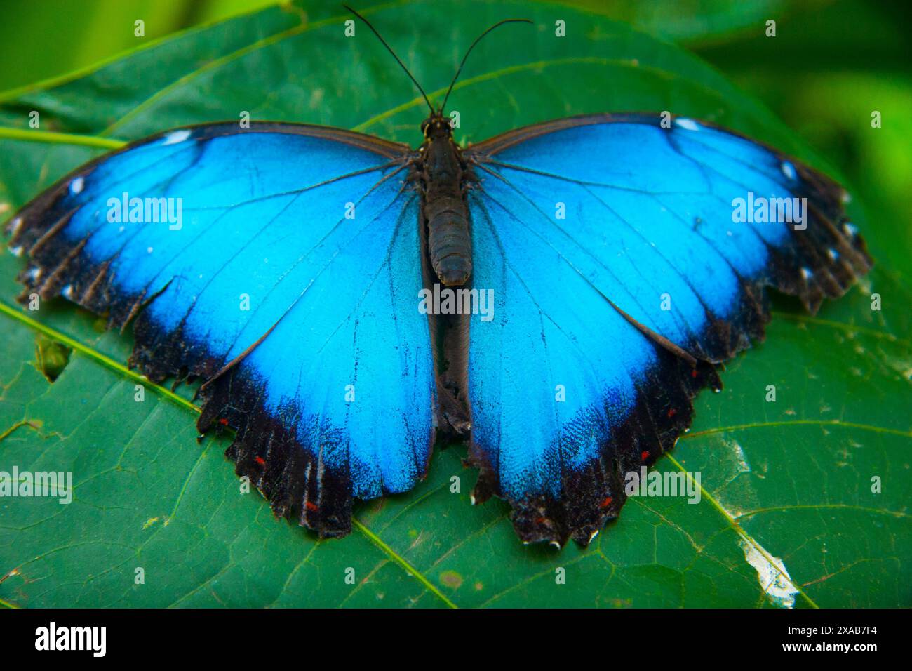 This Blue Morpho peleides butterfly is in Mindo, Ecuador. "The Morpho peleides, the Peleides ...