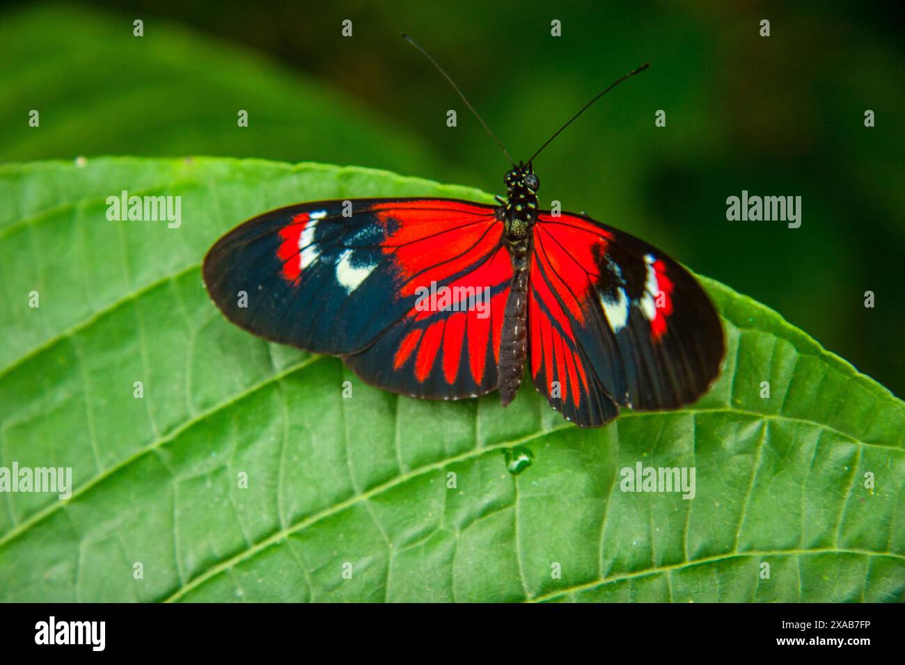 The Heliconius erato sp butterfly sits on a leaf in Mindo, ecuador. "Heliconius erato, or the ...
