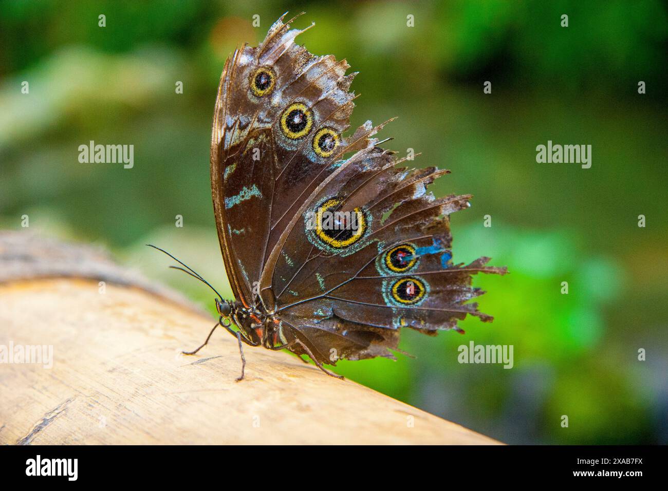 A Caligos butterfly, aka the Owl butterfly rests on bamboo in Mindo ...