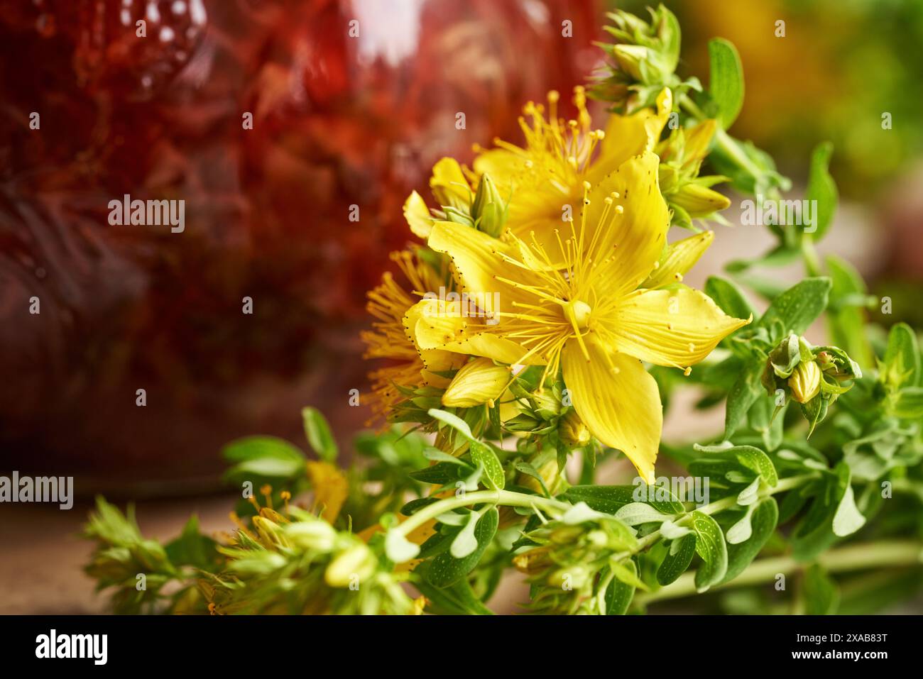 Closeup of yellow St. John's wort flower with red Hypericum oil in the ...